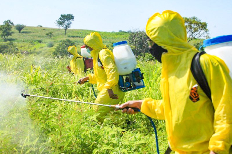Gobierno continúa jornadas de fumigación en cultivos para eliminar ...